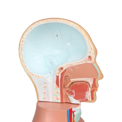 Torso Models | Health and Care